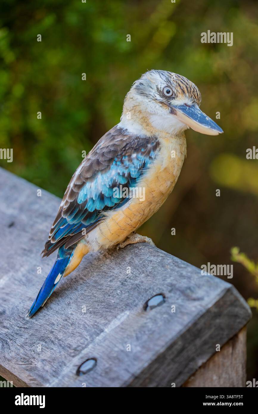 The blue-winged kookaburra (Dacelo leachii) is a large species of ...