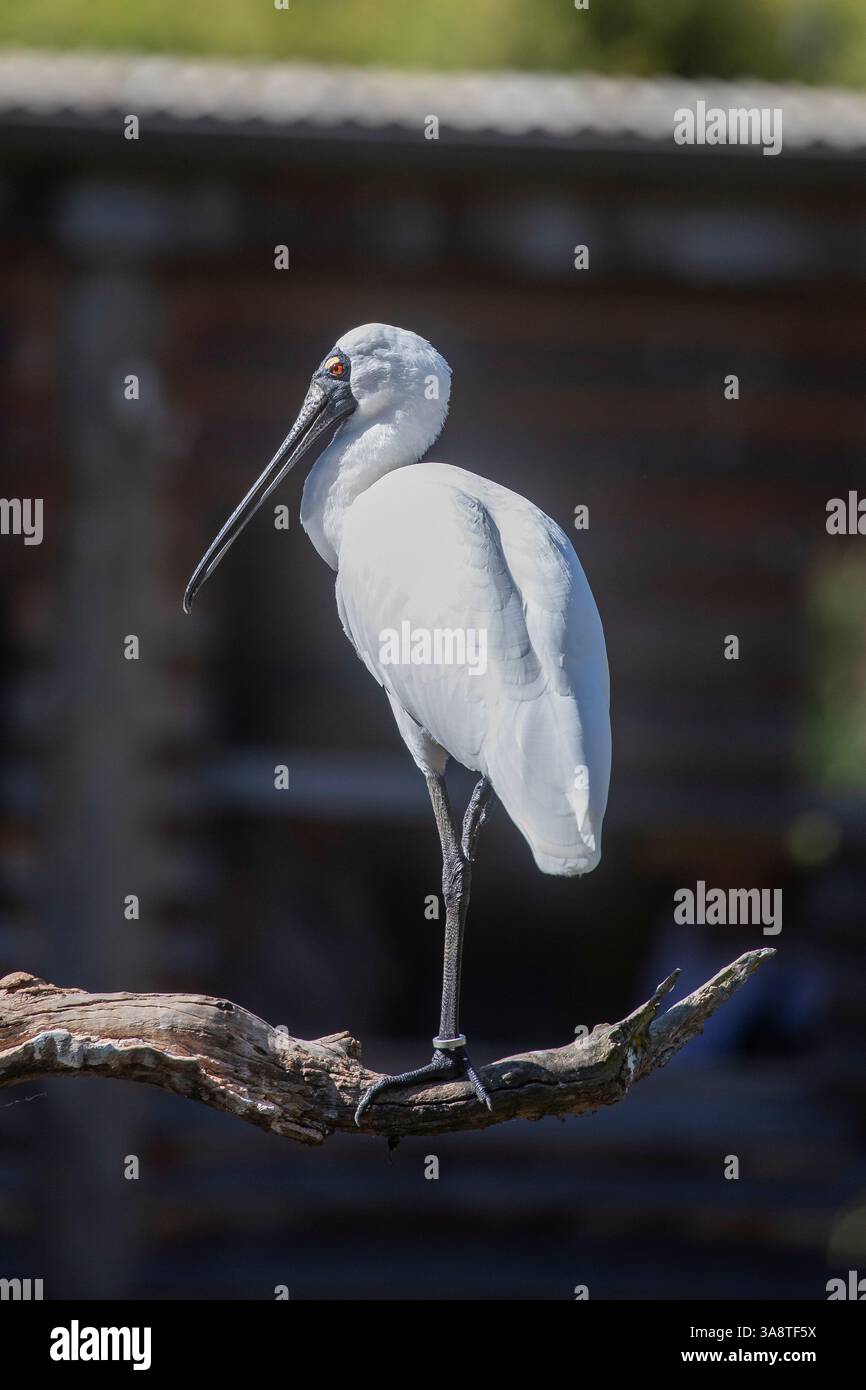 The royal spoonbill (Platalea regia) is a large, white bird with a ...