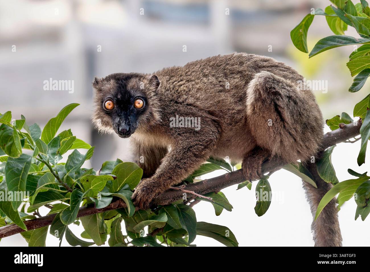 Close-up of a brown lemur (maki) foraging for food in the aftermath of ...
