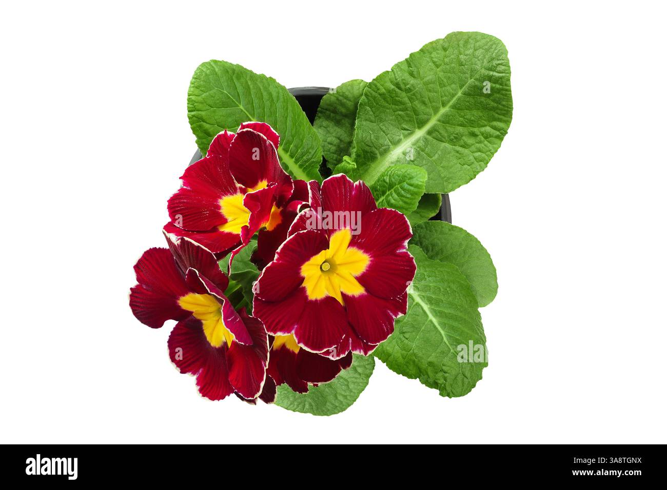 purple primrose isolated on white background. Top view. Flat lay Stock ...