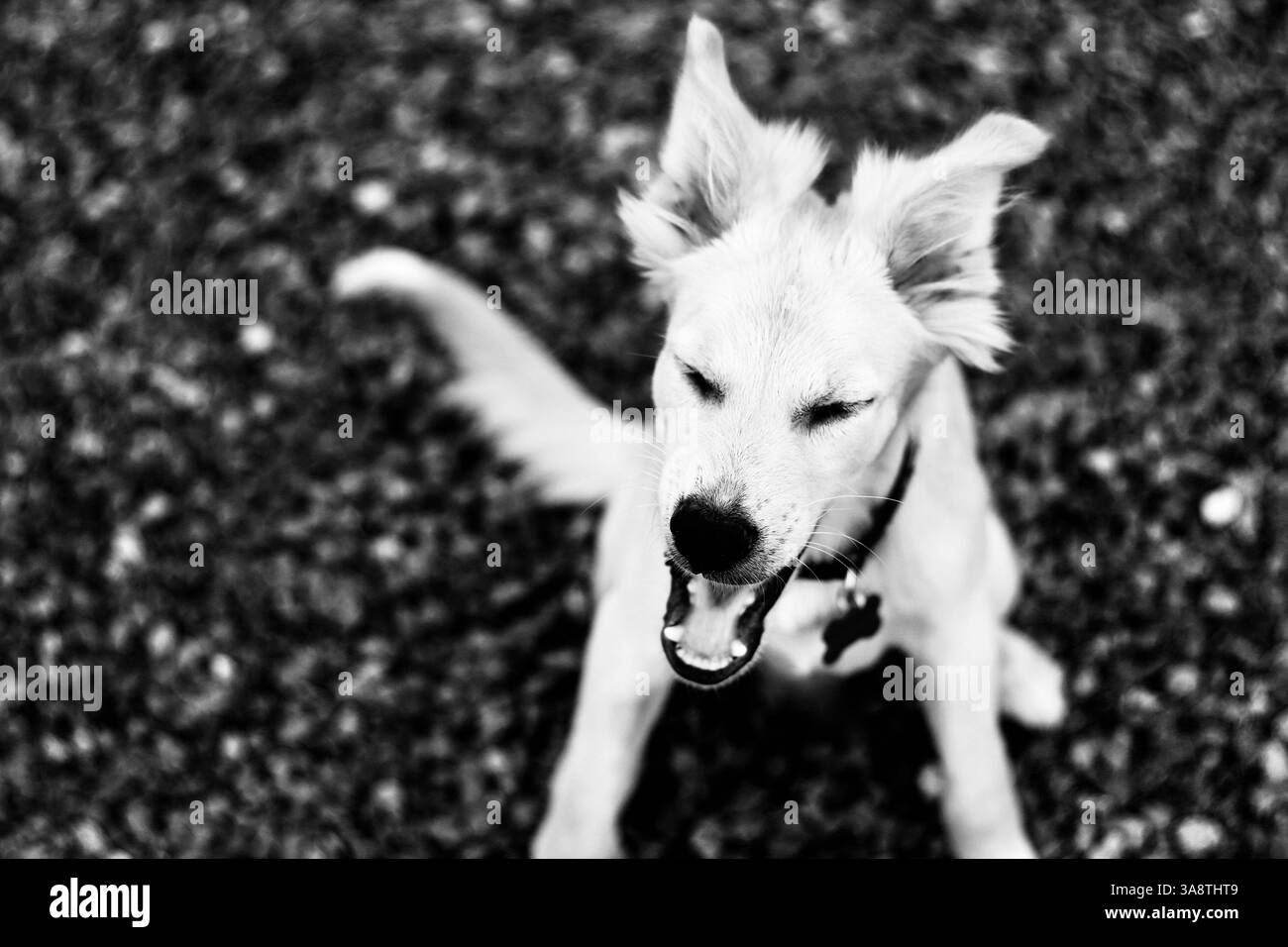 Puppy child Black and White Stock Photos & Images - Alamy