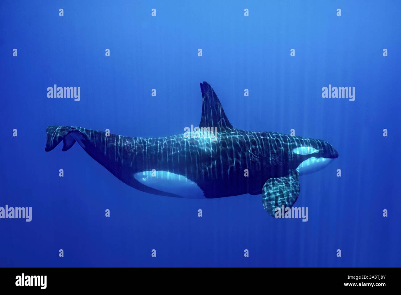 Killer whales (Orcinus orca) swimming just below the surface in the ...