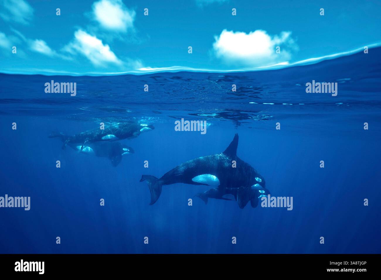 Killer whales (Orcinus orca) swimming just below the surface in the clear blue waters of Mayotte ...