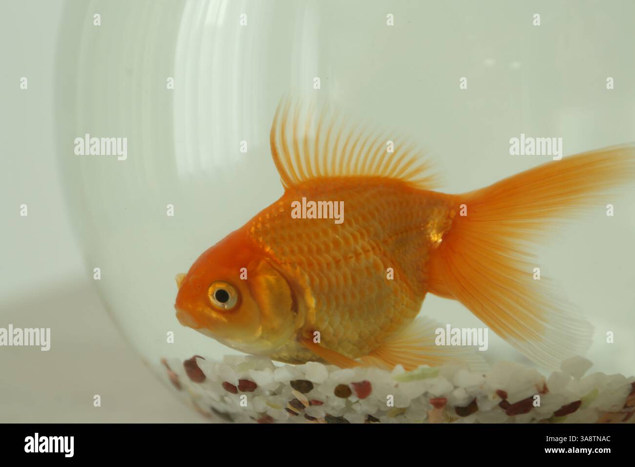 Beautiful bright small goldfish in round glass aquarium, closeup Stock ...