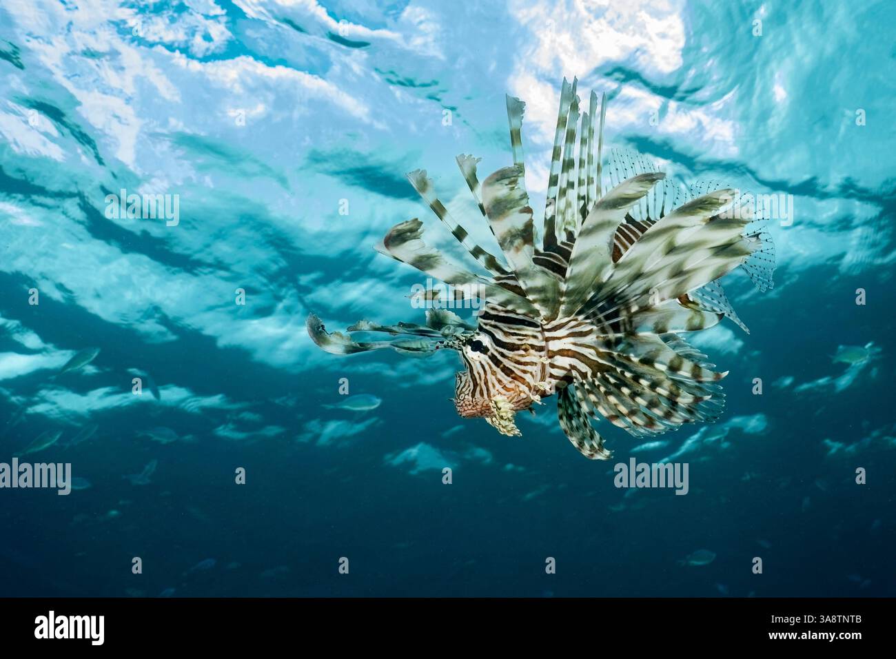 The lionfish (Pterois volitans), a venomous and invasive species in ...