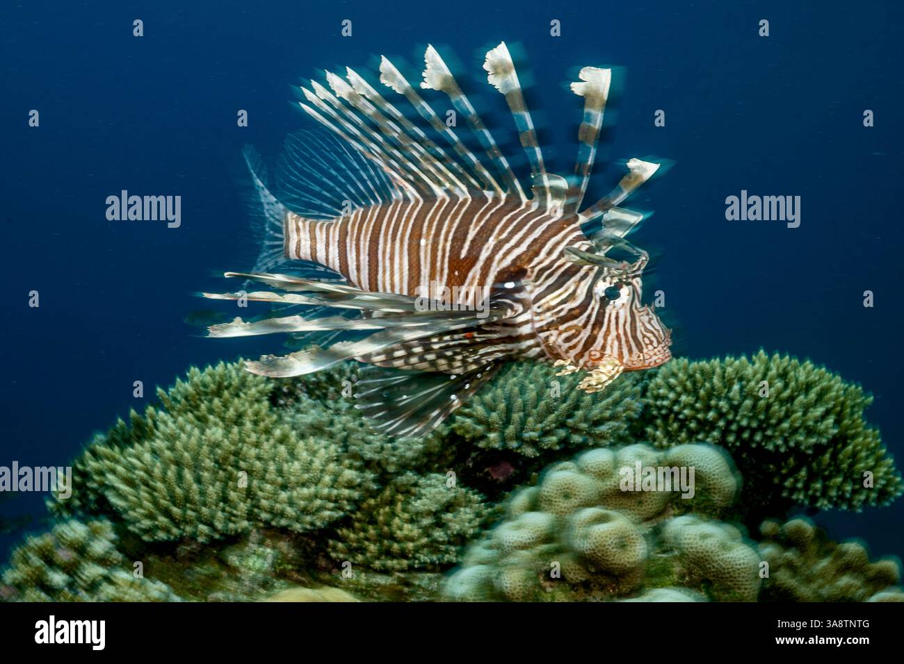 The lionfish (Pterois volitans), a venomous and invasive species in ...