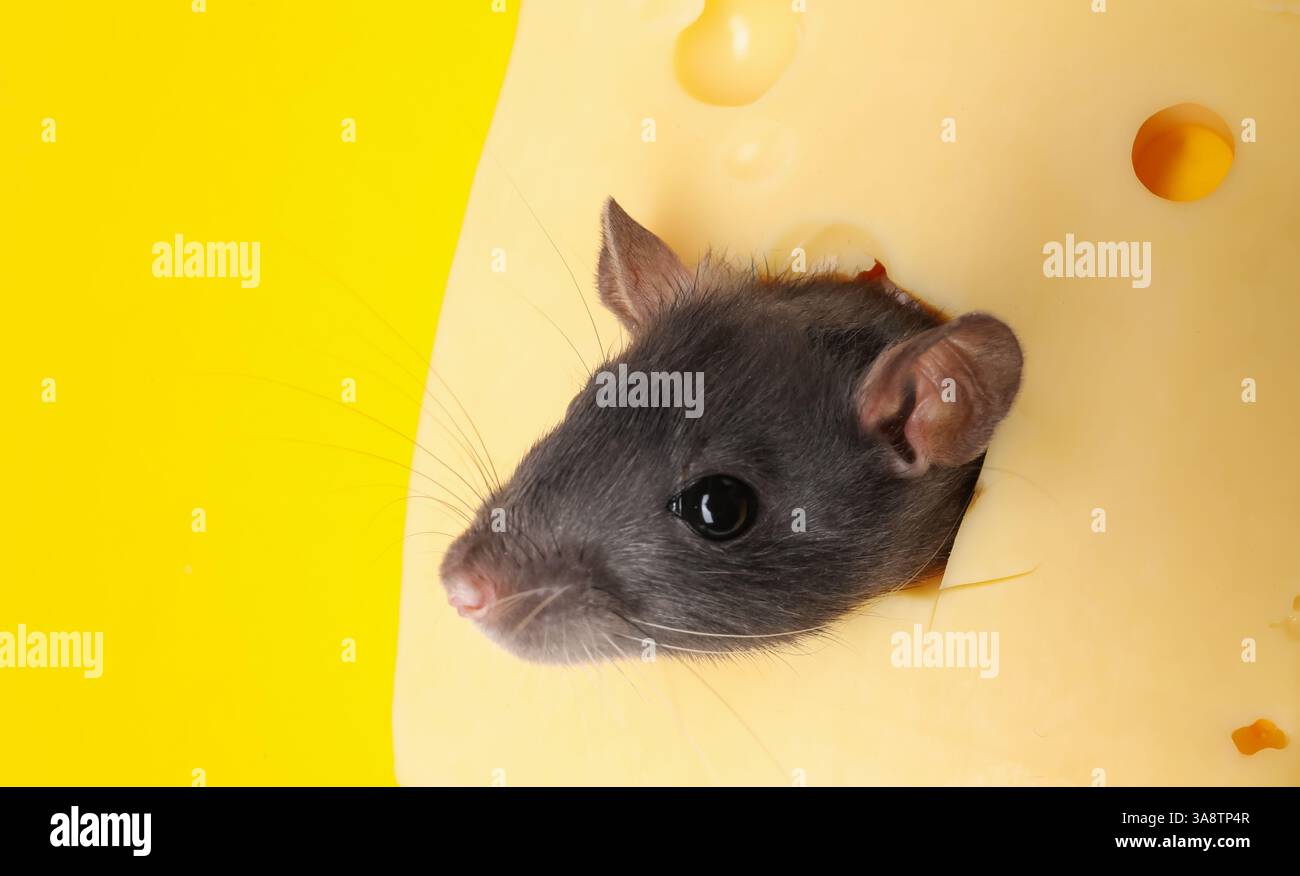 Cute rat looking through hole in cheese Stock Photo - Alamy
