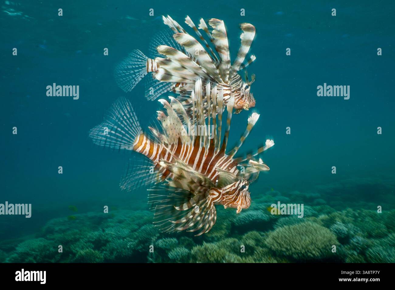 The lionfish (Pterois volitans), a venomous and invasive species in ...