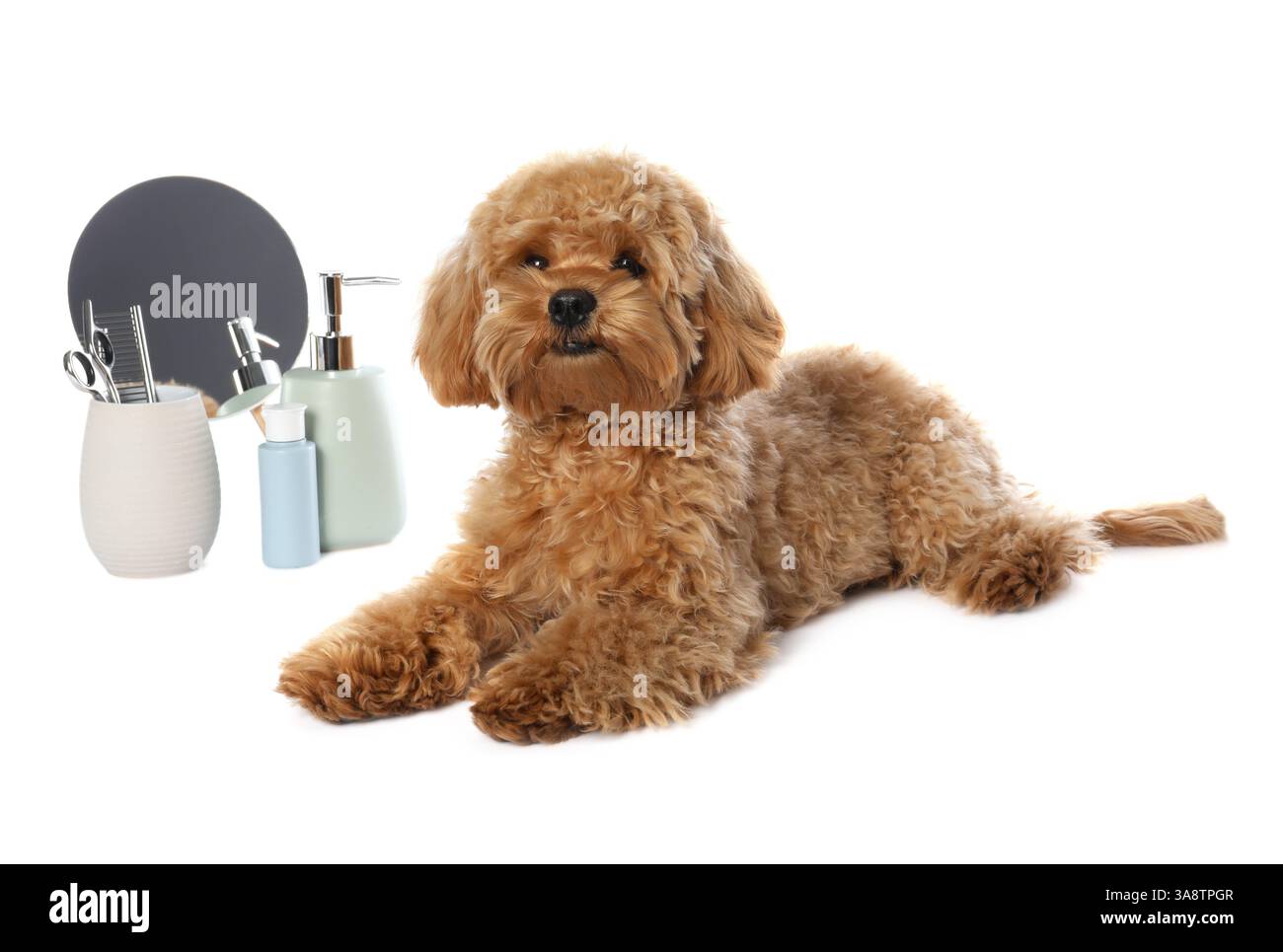 Cute fluffy dog, grooming tools and cosmetic products on white ...
