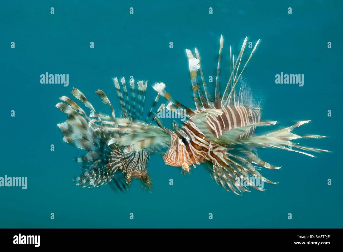 The lionfish (Pterois volitans), a venomous and invasive species in ...