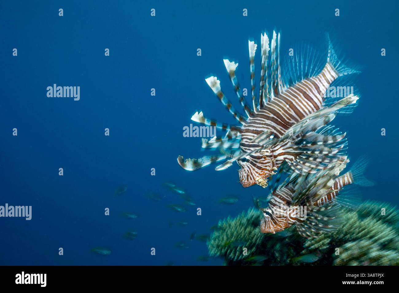 The lionfish (Pterois volitans), a venomous and invasive species in ...