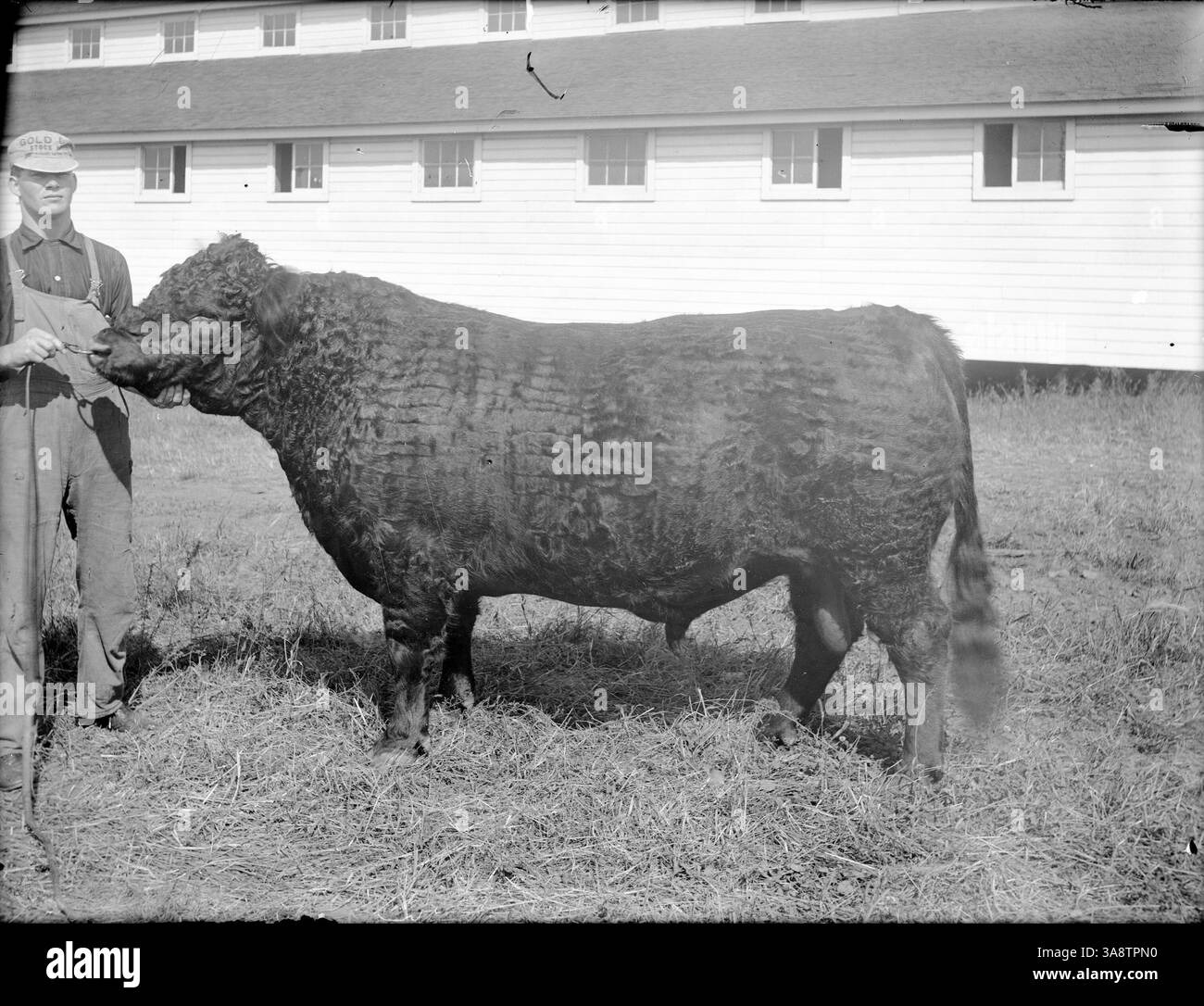 This image features a Polled Angus bull at the State Fair, showcasing ...