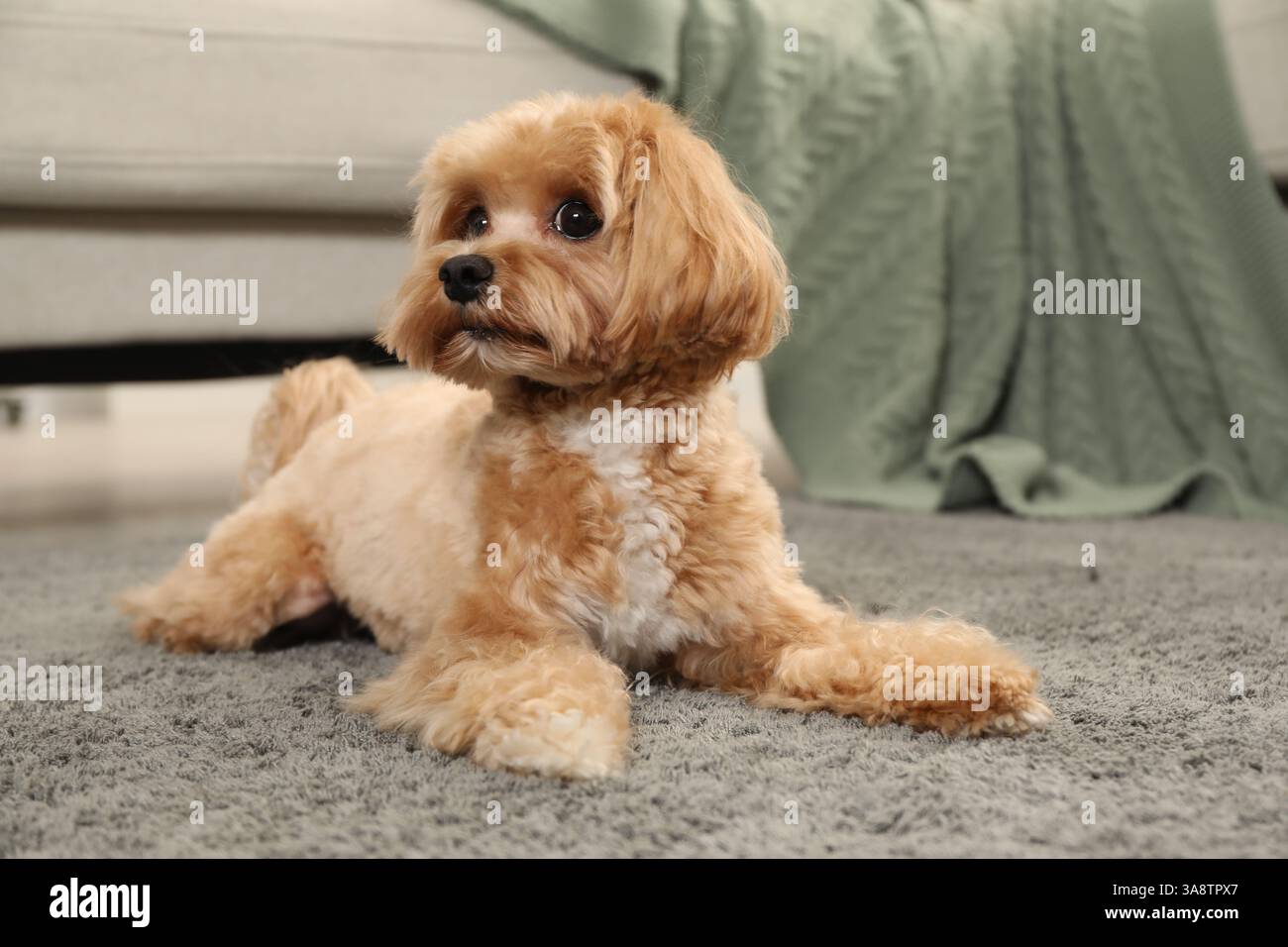 Cute Maltipoo dog on carpet at home Stock Photo - Alamy