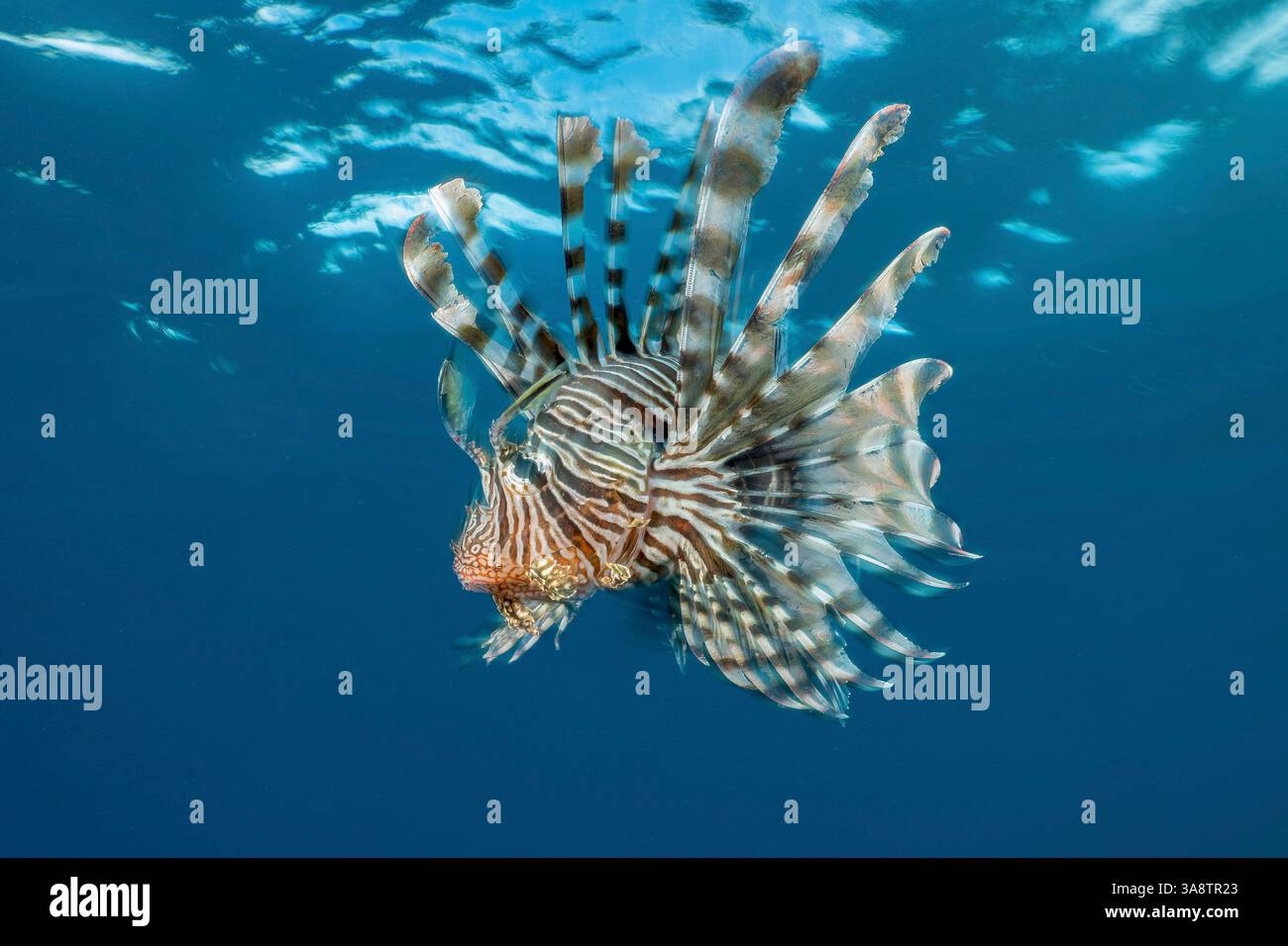 The lionfish (Pterois volitans), a venomous and invasive species in ...