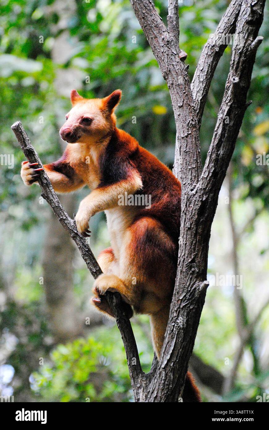 Tree kangaroo (Dendrolagus) in Queensland, Australia Stock Photo - Alamy