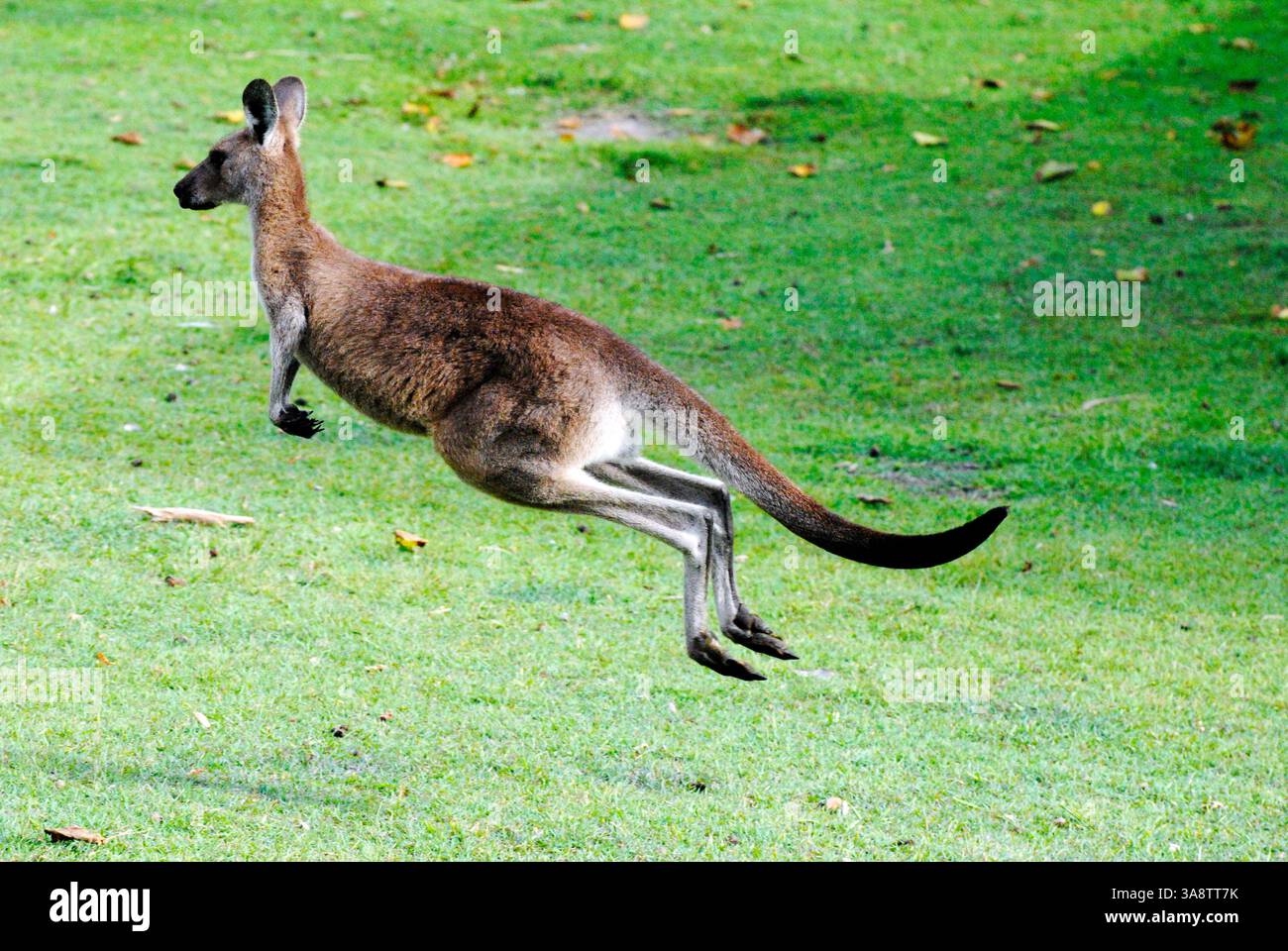 Kangaroo jumping away, in Australia Stock Photo - Alamy