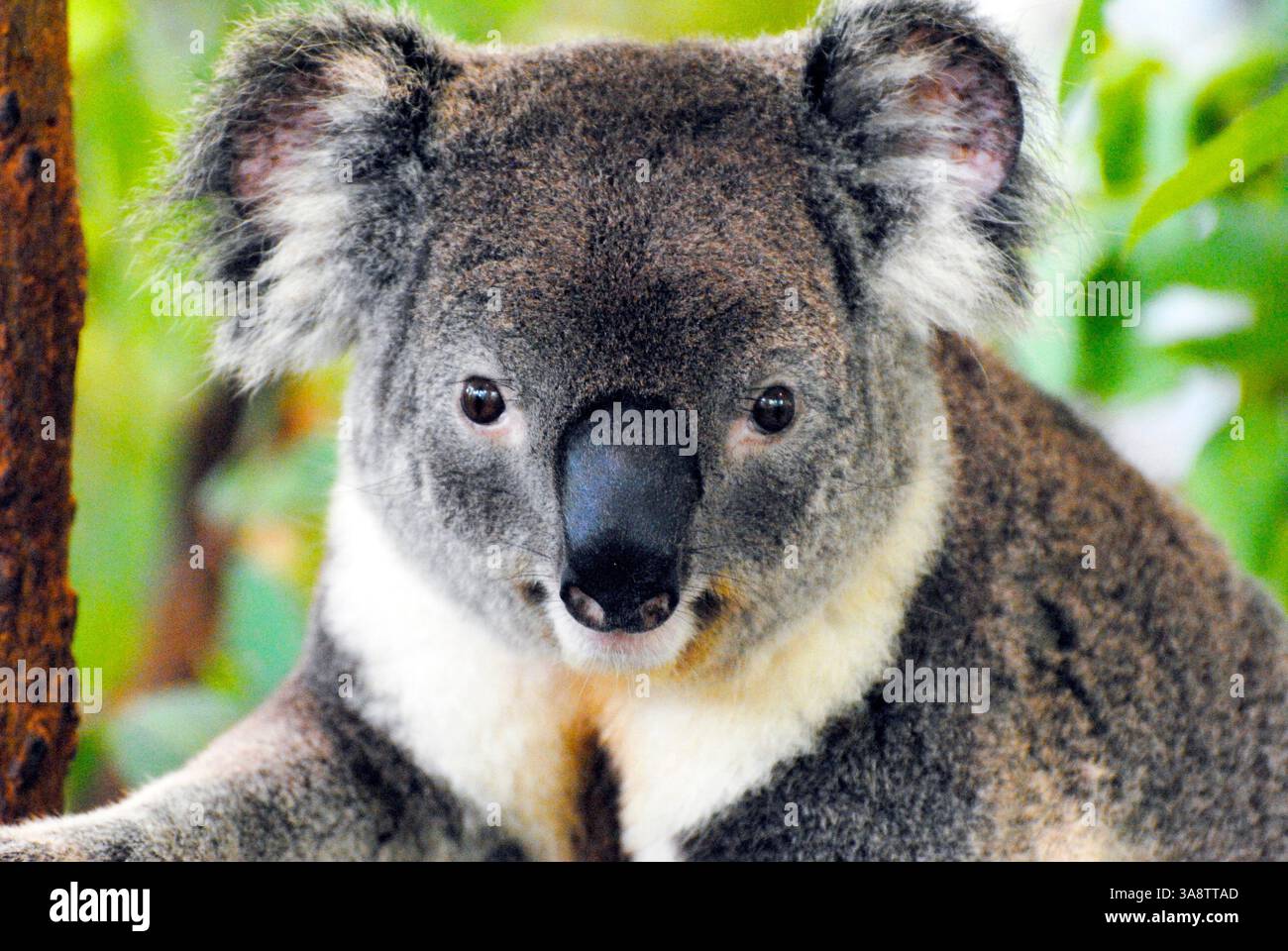 Koala on eucalyptus tree in Queensland, Australia Stock Photo - Alamy