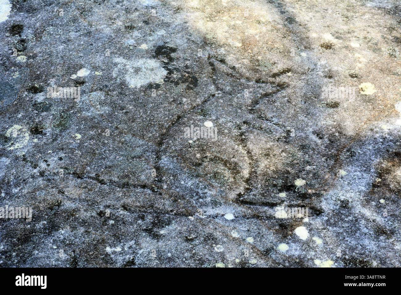 Aboriginal kangaroo rock carving at Jibbon Head in Royal National Park ...
