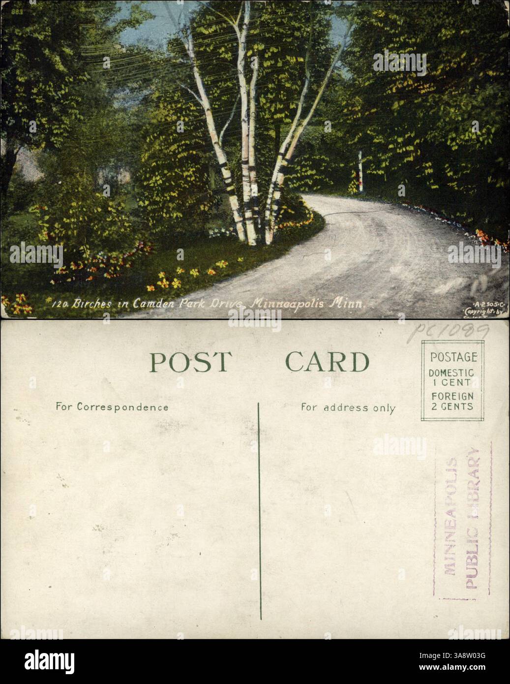 A scenic view of birch trees along Camden Park Drive in Minneapolis ...