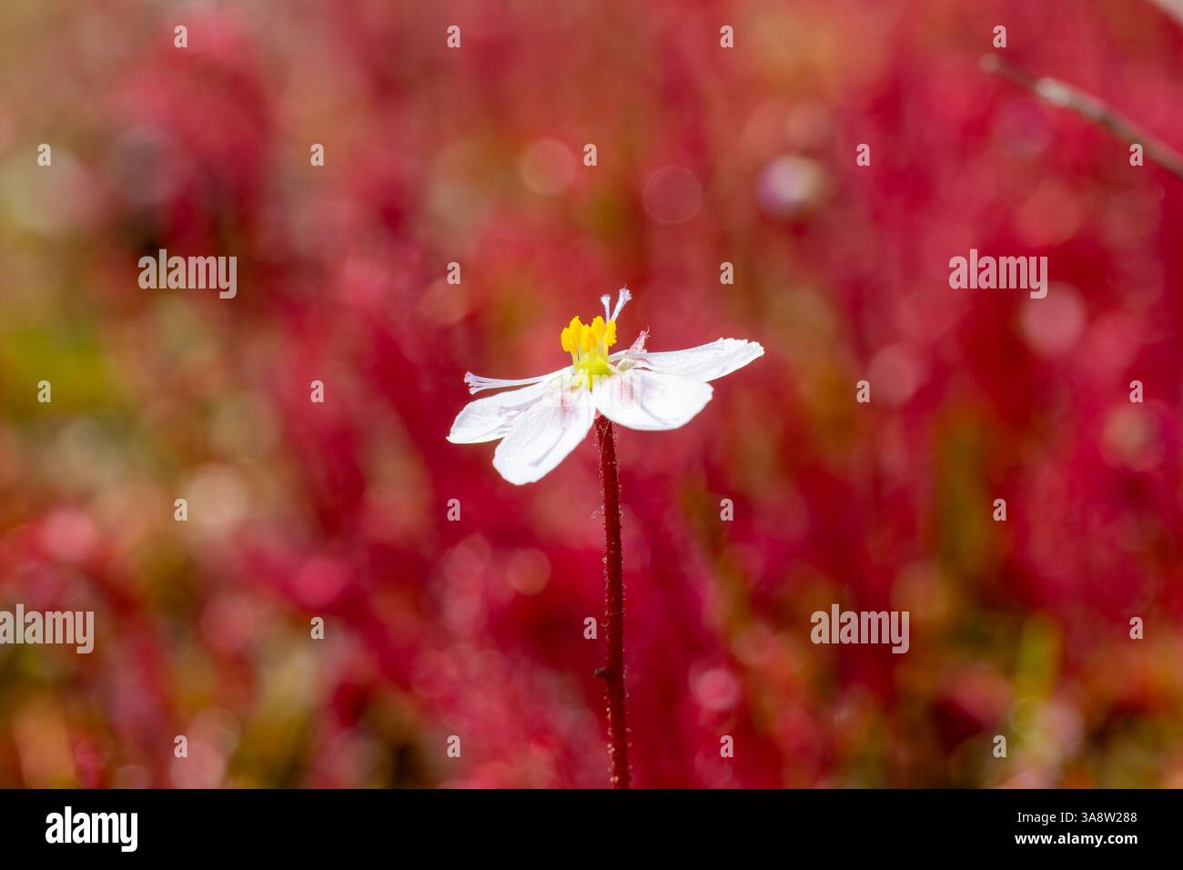White flower of Drosera alba, taken on Gifberg in the Western Cape of ...