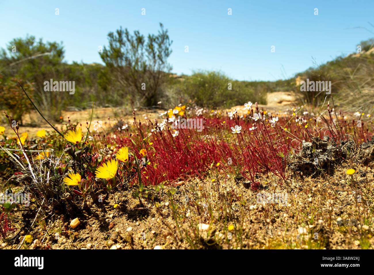 Carnivorous Plants: Drosera alba in natural habitat near Vanrhynsdorp ...