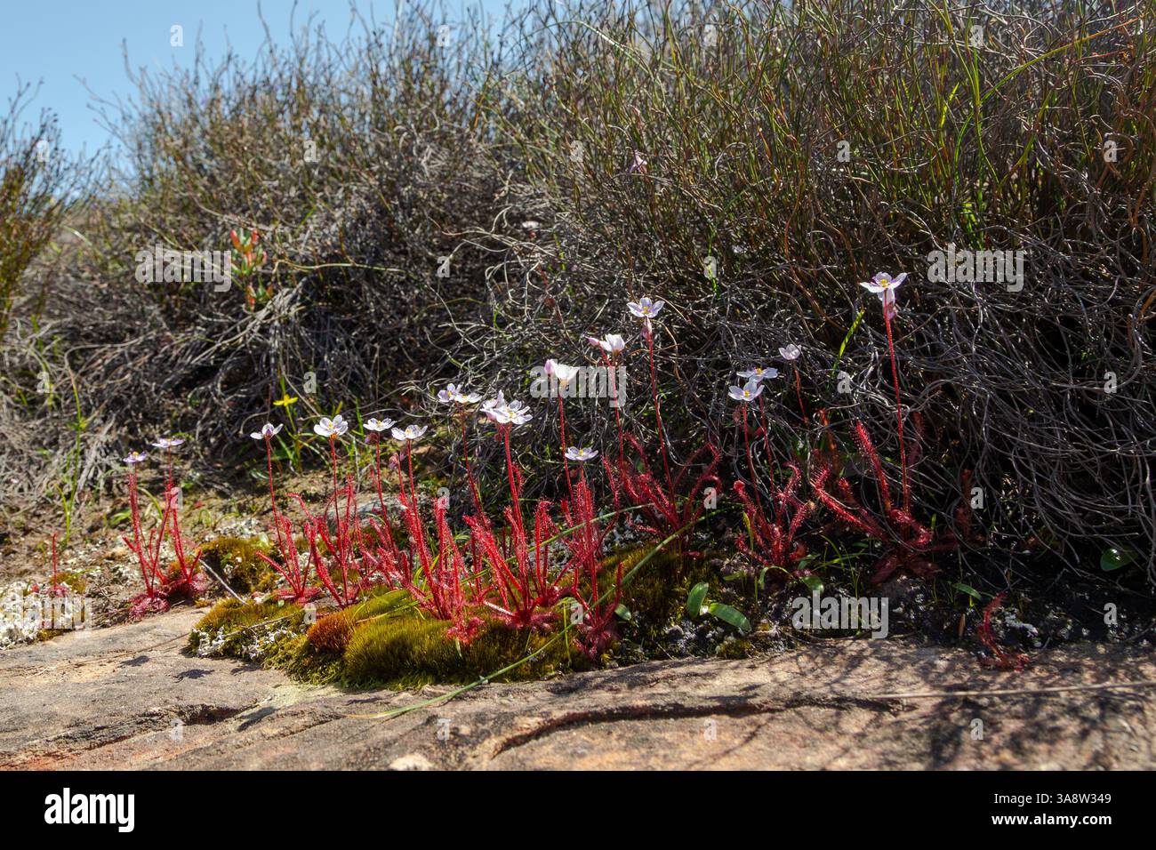 Carnivorous Plants: Drosera alba in natural habitat near Vanrhynsdorp ...