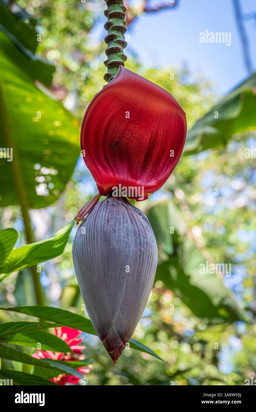 wild banana plant with male flower and red bract at end of stalk within ...