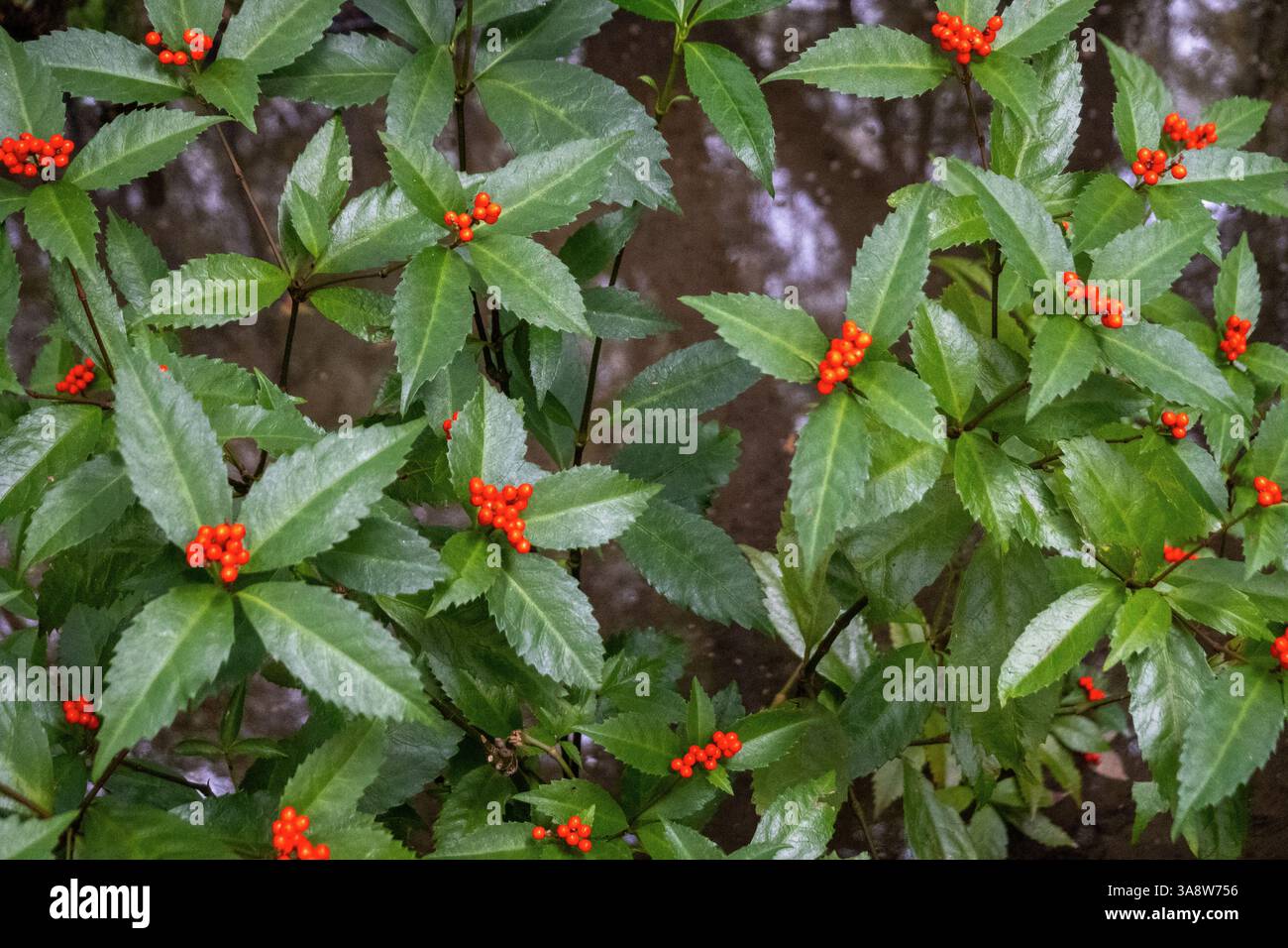 Saihoji Kokedera moss temple in Kyoto Japan Stock Photo - Alamy
