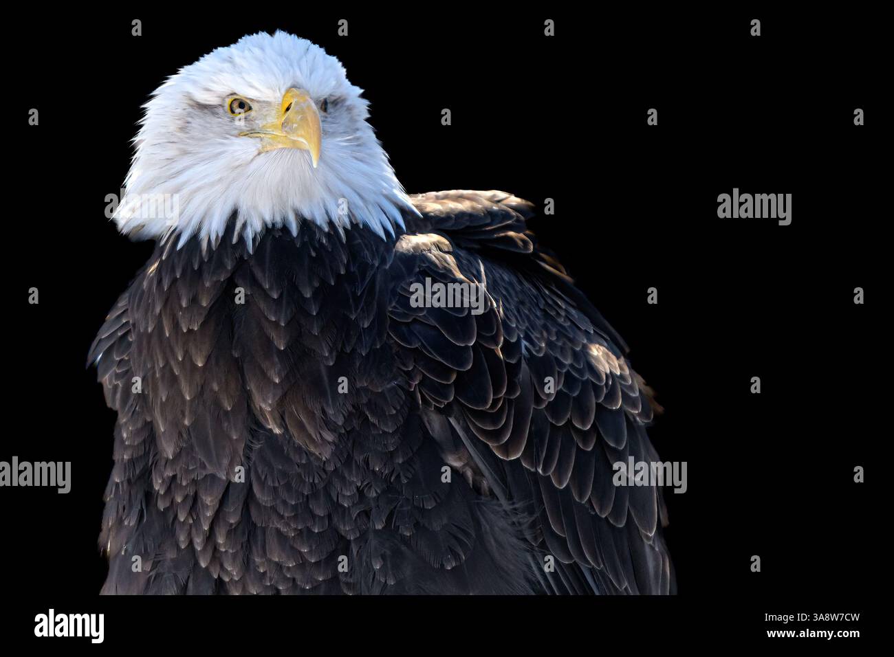 Bald eagle bird isolated in black Stock Photo - Alamy