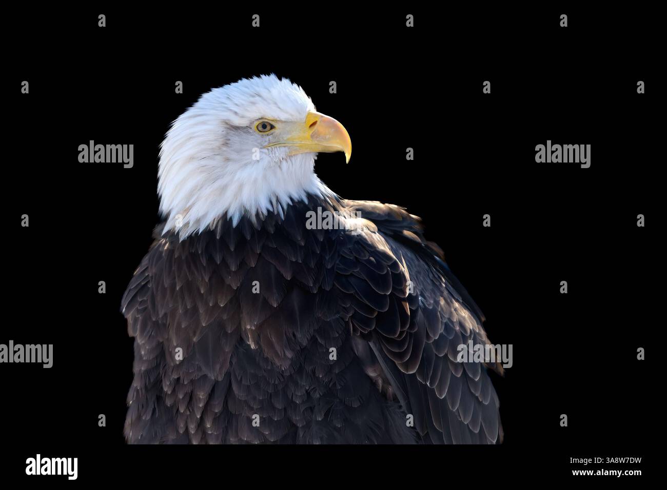 Bald eagle bird isolated in black Stock Photo - Alamy