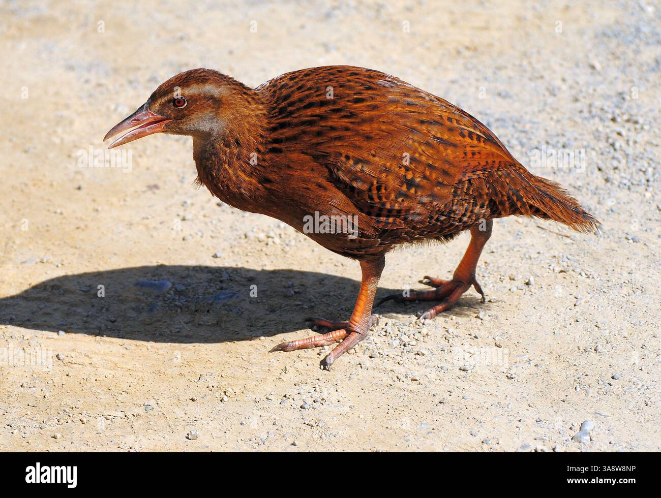 Weka, also known as Maori hen (Gallirallus australis), a flightless ...