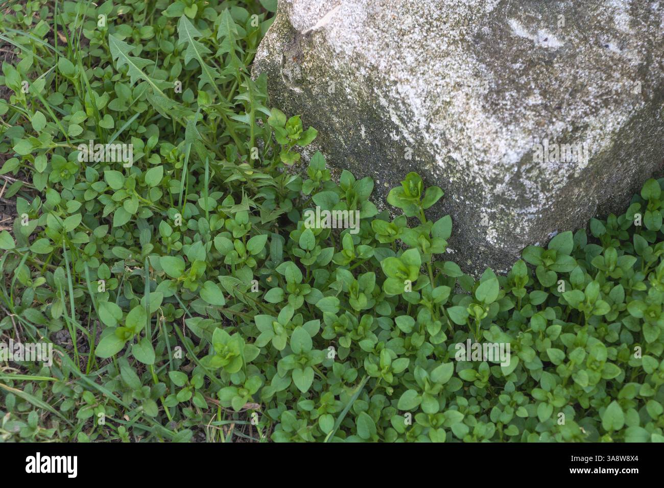 Top view of a small green weed growing around a corner stone Stock ...