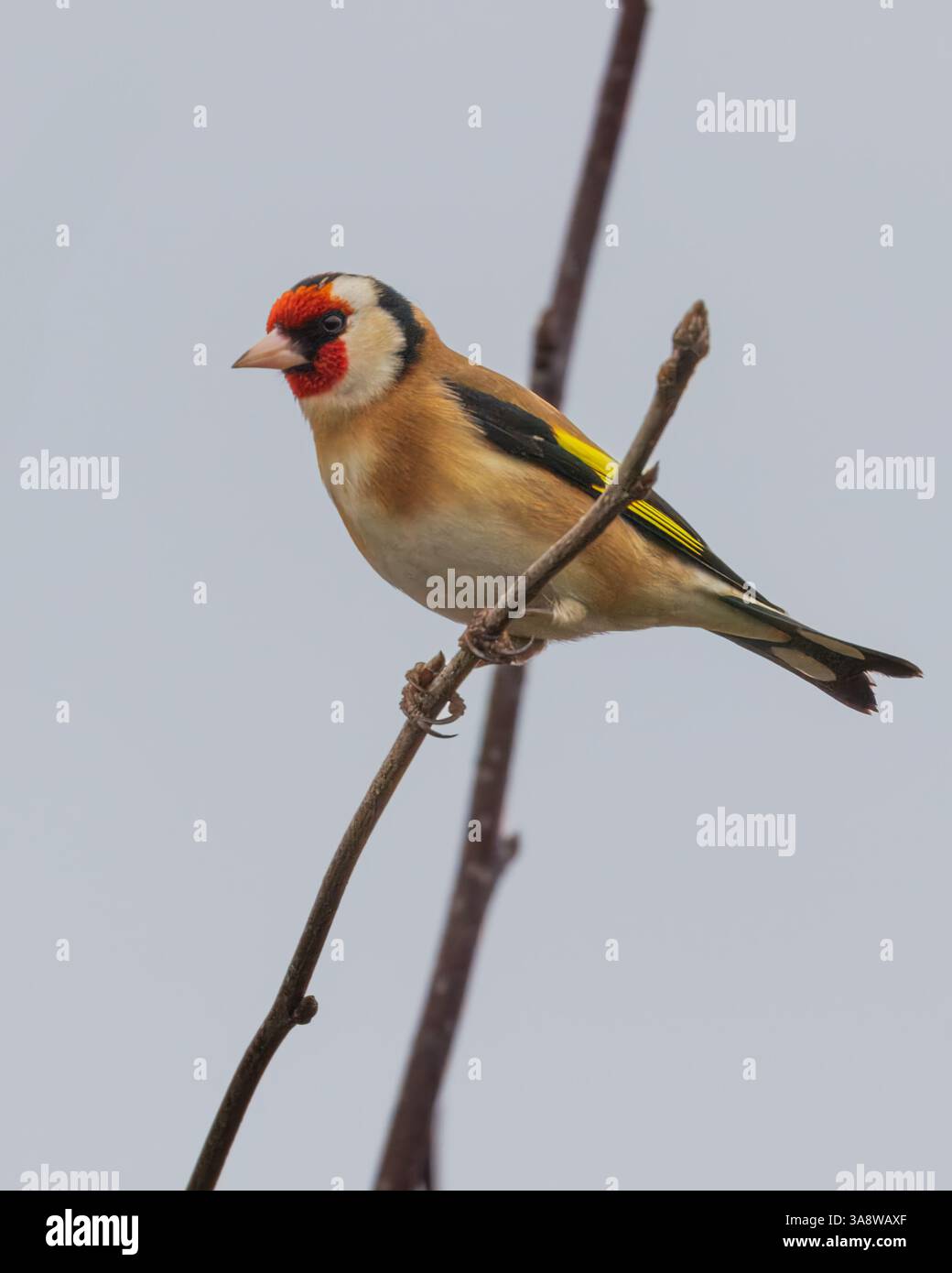Goldfinches, perched in tree and on feeding stations, at Hauxley Nature ...