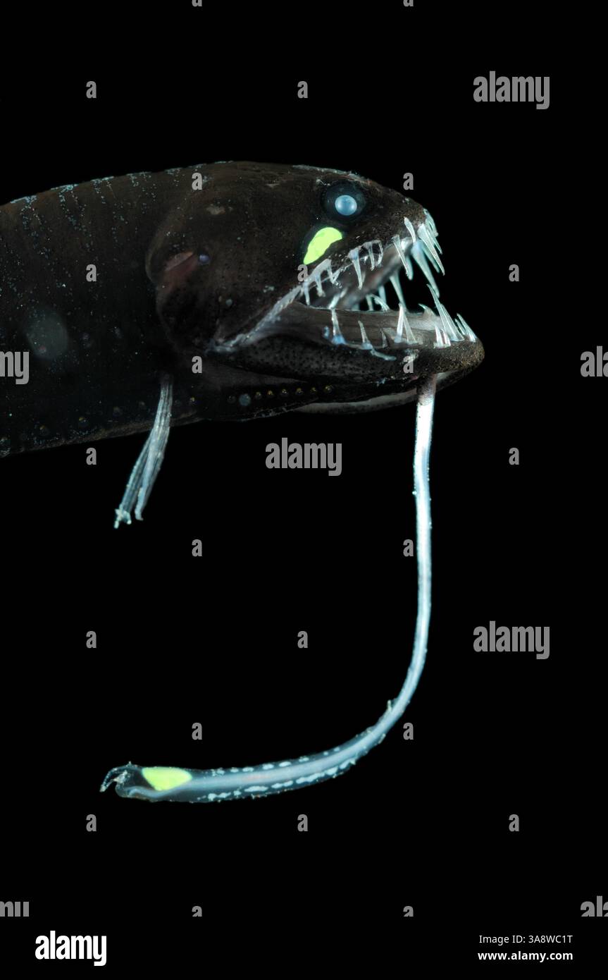 Scaleless black dragonfish (Melanostomias biseriatus) Scaleless black ...