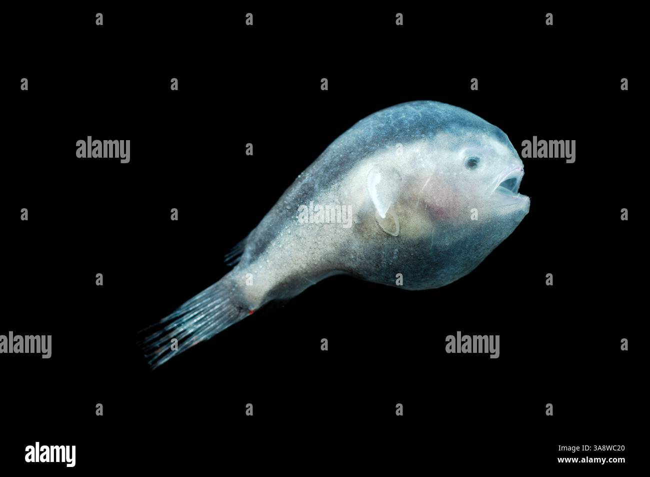 Anglerfish deep sea hi-res stock photography and images - Alamy