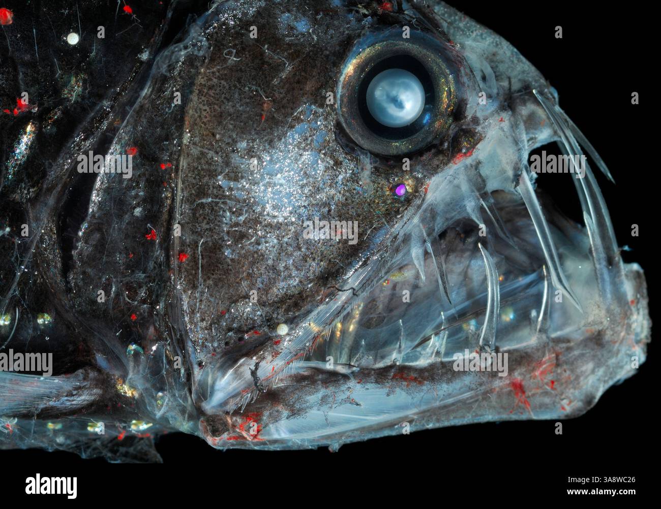 Deep Sea Viperfish Chauliodus sloani | Deep Sea fish | Tiefsee Fisch ...
