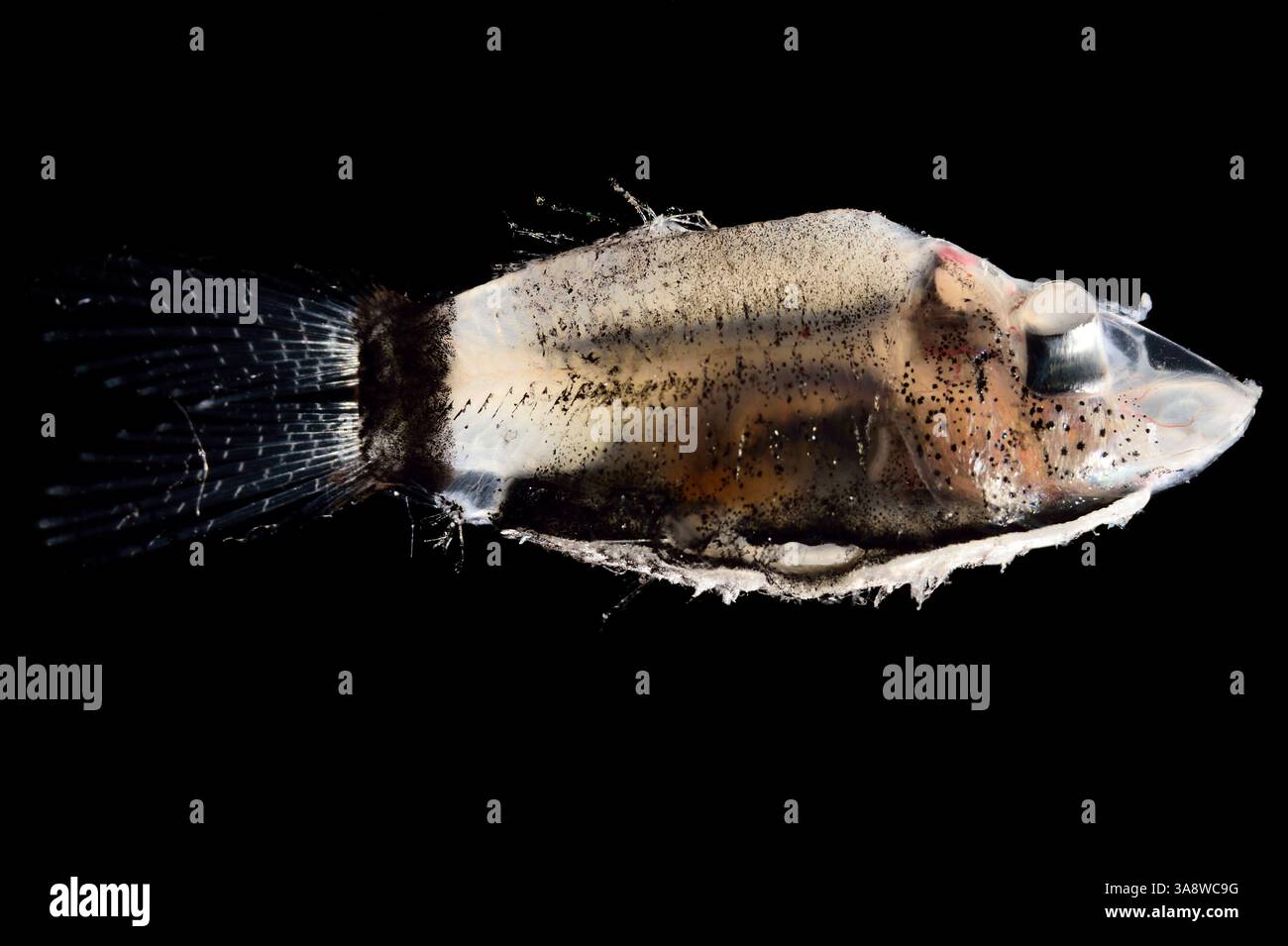 [captive] Deep sea Barreleye Fish (Opisthoproctus soleatus), Deep Sea ...