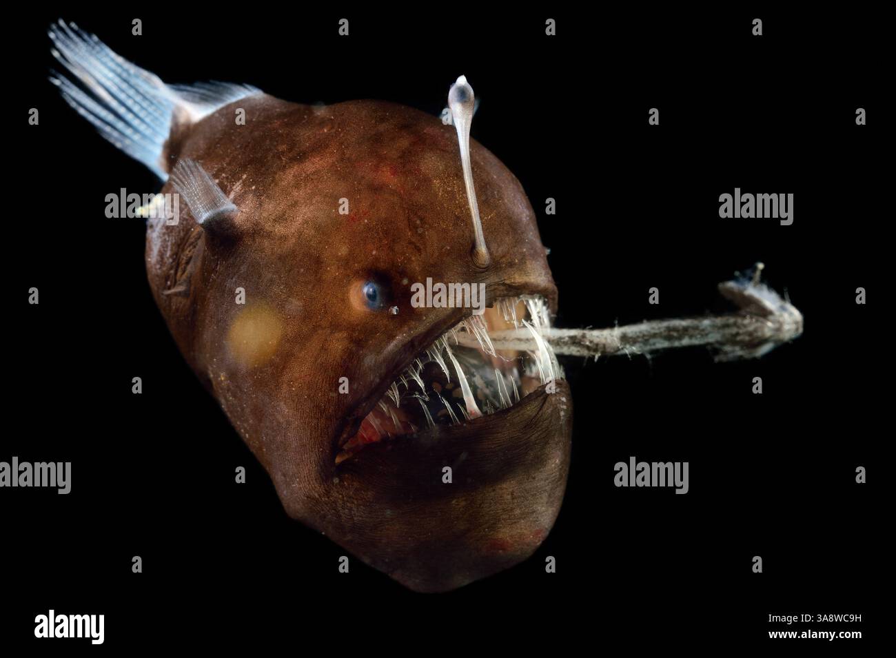 Anglerfish deep sea hi-res stock photography and images - Alamy
