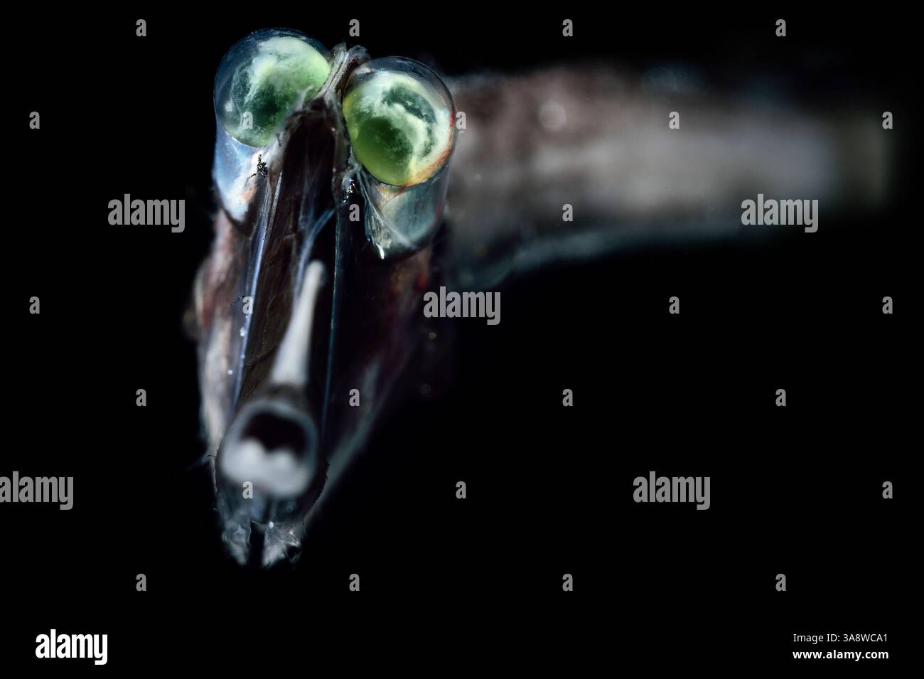 [captive] Deep Sea Threadtail (Stylephorus chordatus). This deep sea ...