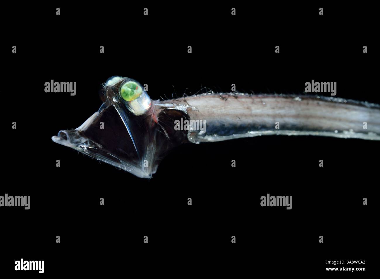 [captive] Deep Sea Threadtail (Stylephorus chordatus). This deep sea ...
