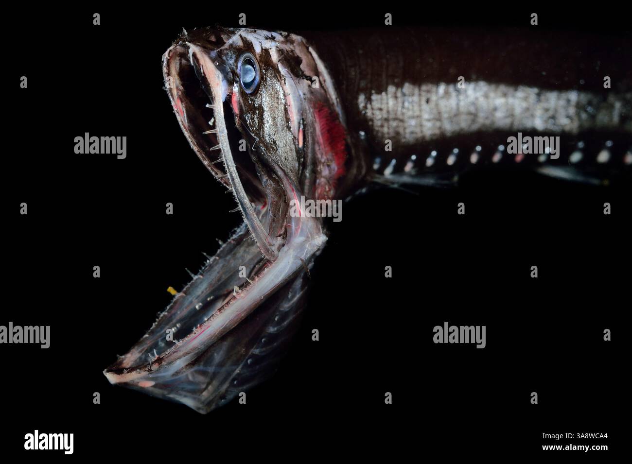 [captive] Elongated bristlemouth (Sigmops elongatus), Deep Sea fish ...