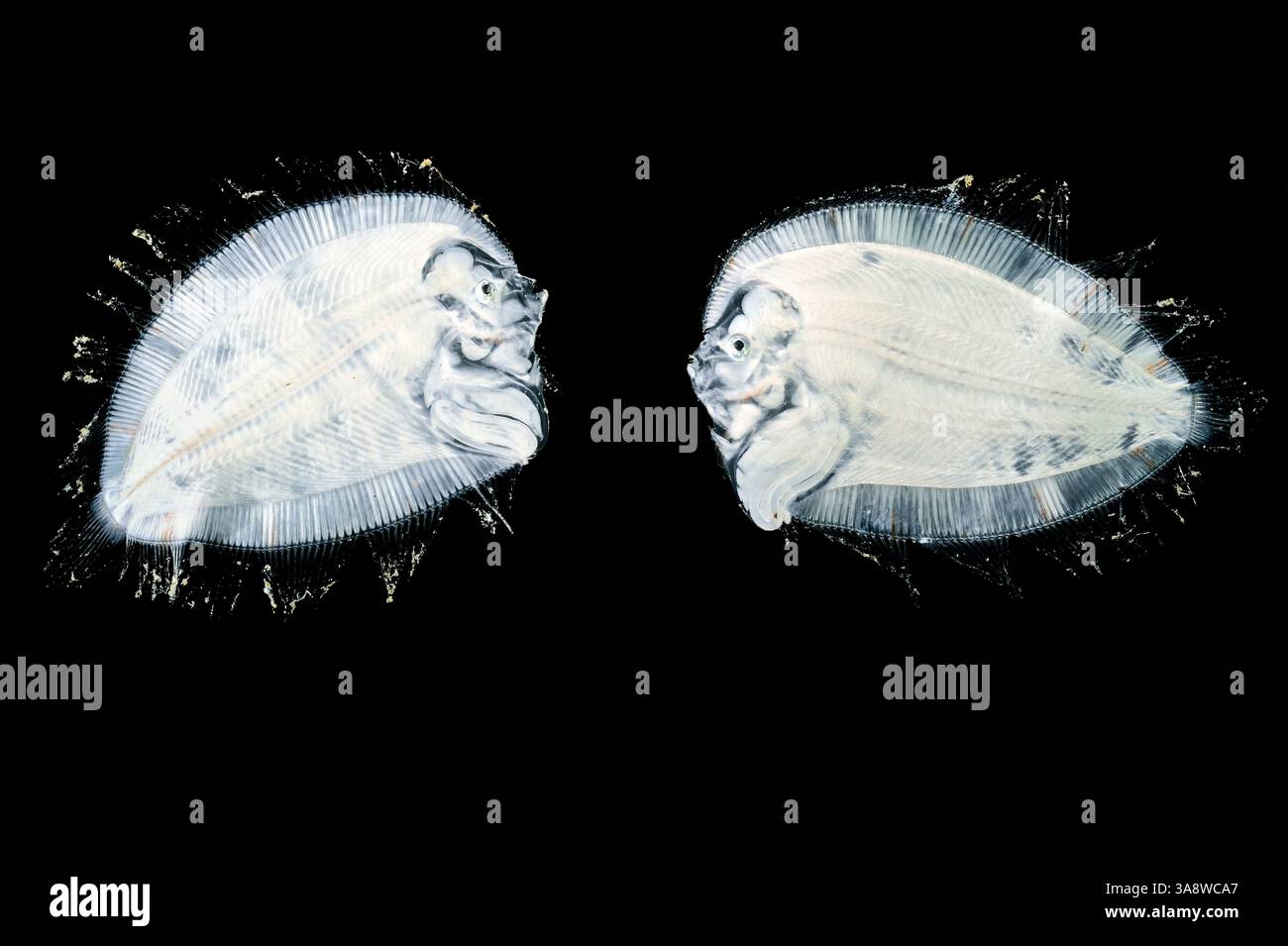 [captive] Flatfish (Bothidae sp) larva with upright swimming and ...