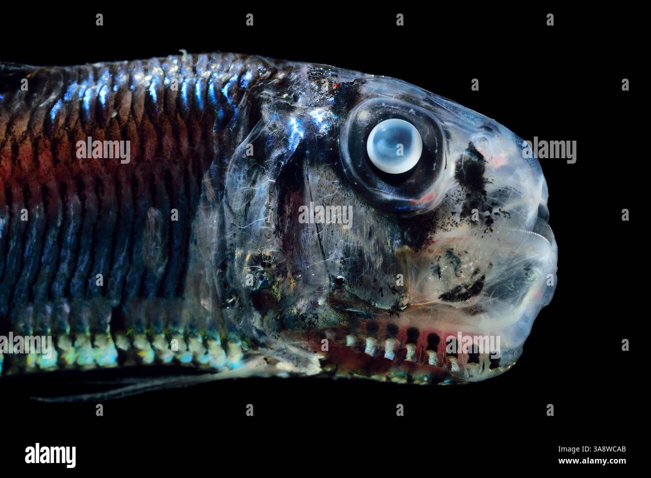 [captive] Lightfish (Ichthyococcus ovatus) is a deep sea fish. They are ...