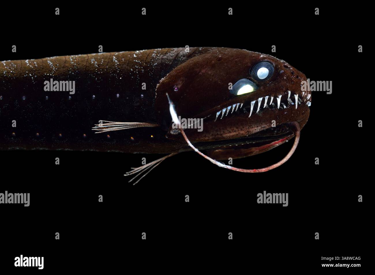 [captive] Scaleless black dragonfish (Melanostomias biseriatus), Deep Sea fish. Atlantic Ocean ...