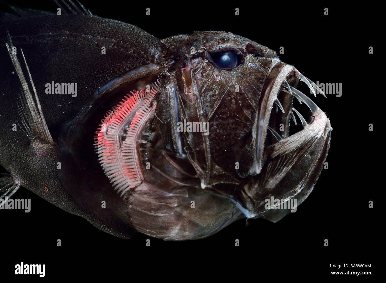 [captive] Common fangtooth (Anoplogaster cornuta), Deep Sea fish ...