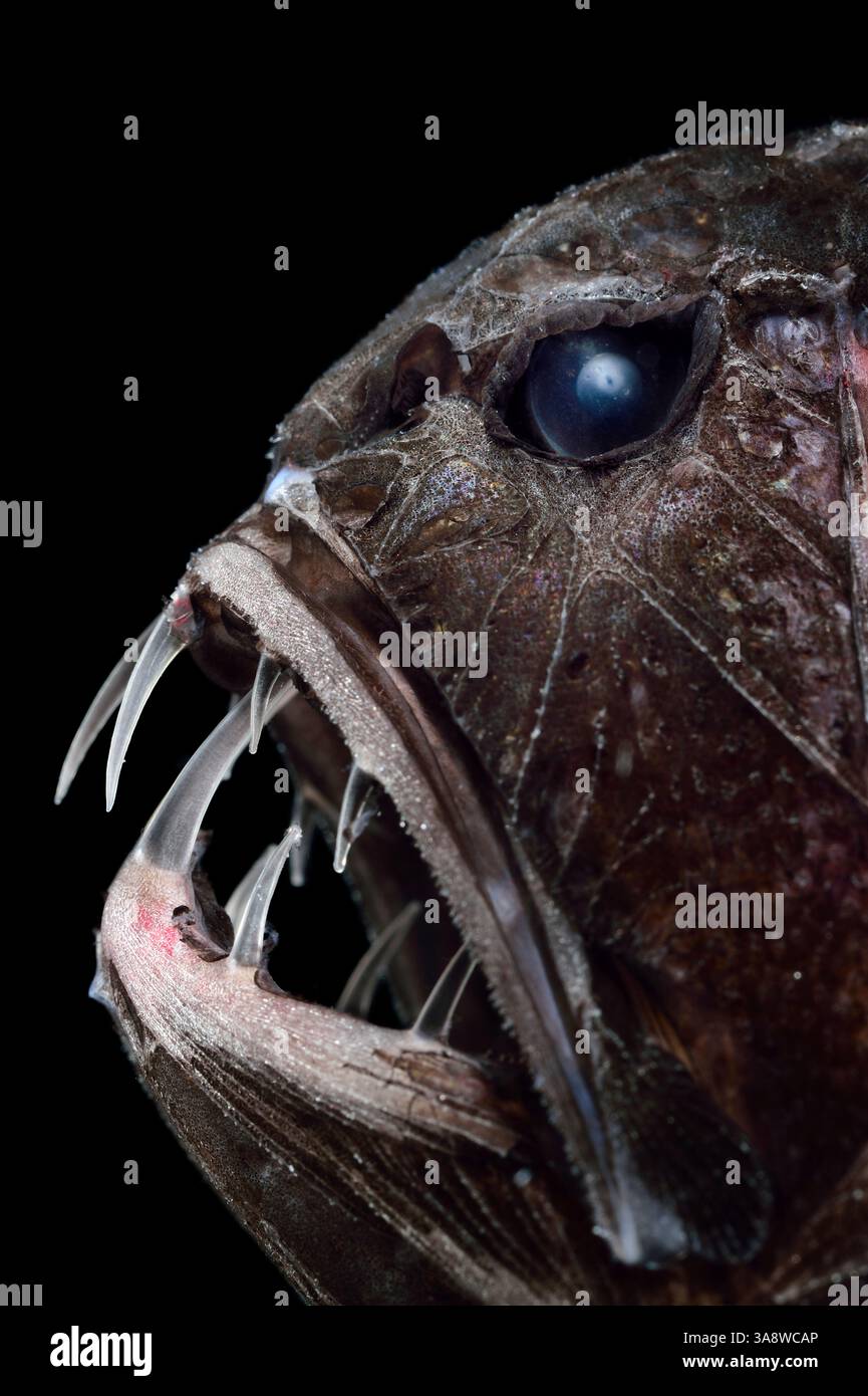 [captive] Common fangtooth (Anoplogaster cornuta), Deep Sea fish ...