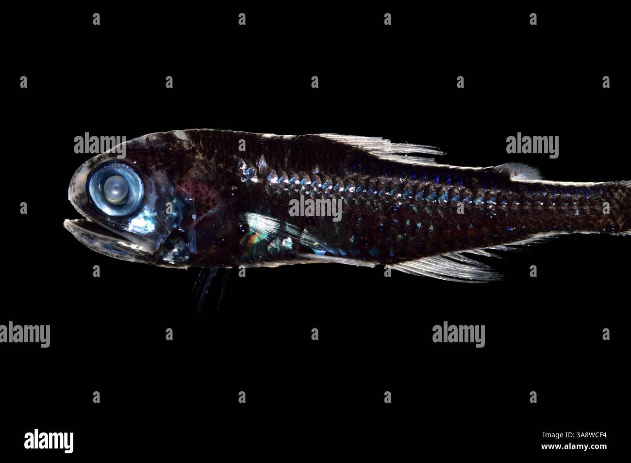 [captive] Pearly lanternfish (Myctophum nitidulum), Deep Sea fish ...