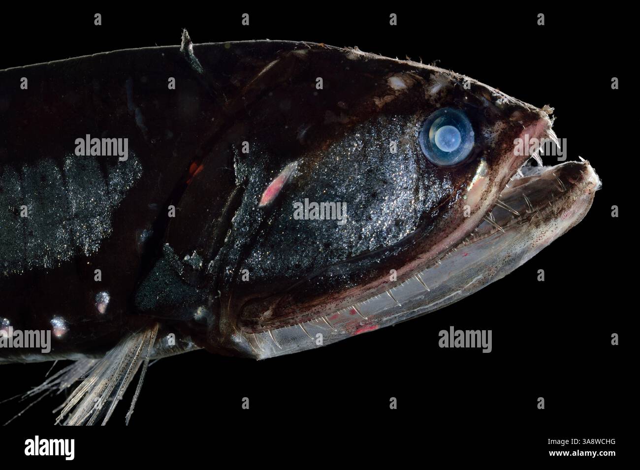 [captive] Elongated bristlemouth, (Sigmops elongatus), Deep Sea fish ...