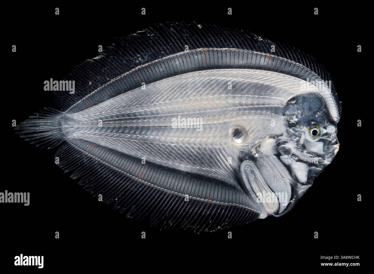 [captive] Flatfish (Bothidae sp) larva with upright swimming and ...