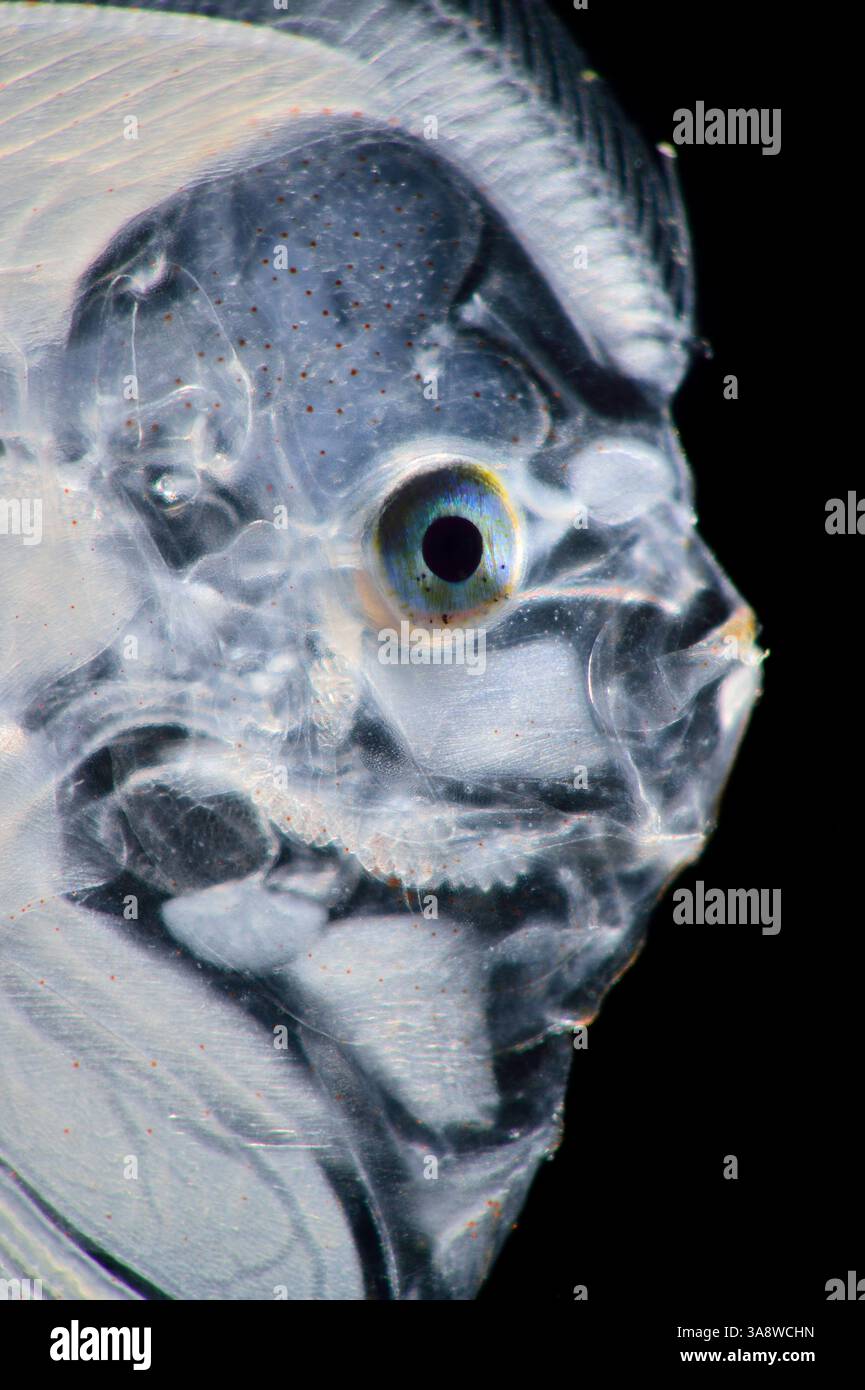 [captive] Flatfish (Bothidae sp) larva with upright swimming and ...